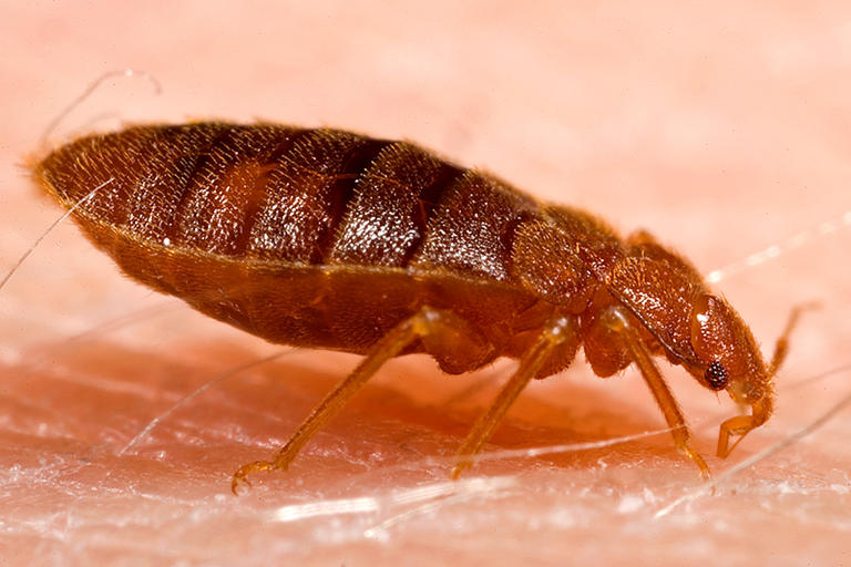 Bed Bugs May Have Been The First Urban Pest to Ever Plague Humans