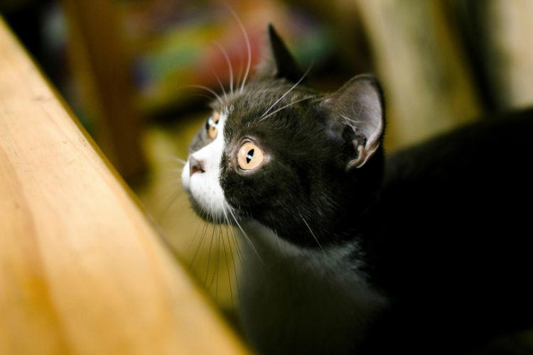 Your Cat Can Sense Things You Can’t—Here Are 10 Examples