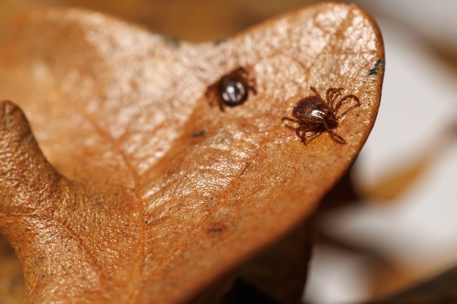 Invasive tick that can be deadly for cattle causing concerns among ...