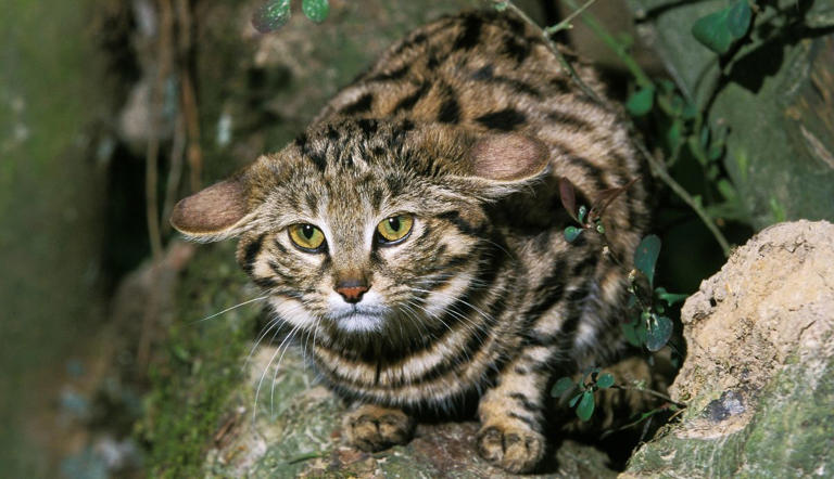 The Black-Footed Cat: The World’s Deadliest Feline