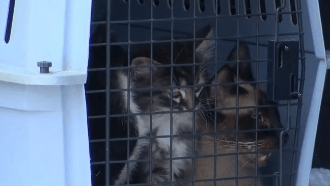 Pilots To The Rescue flies animals from SC to new beginnings up north
