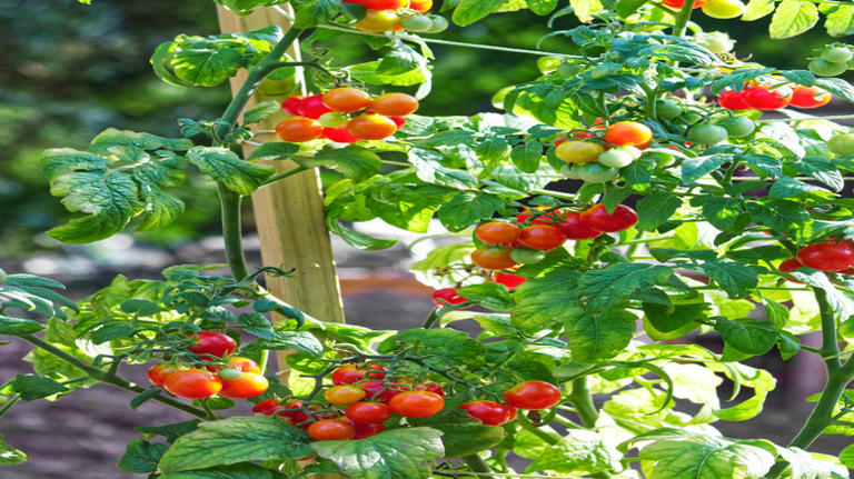 The Little-Known Downsides To Using Tomato Cages To Support Your Plants