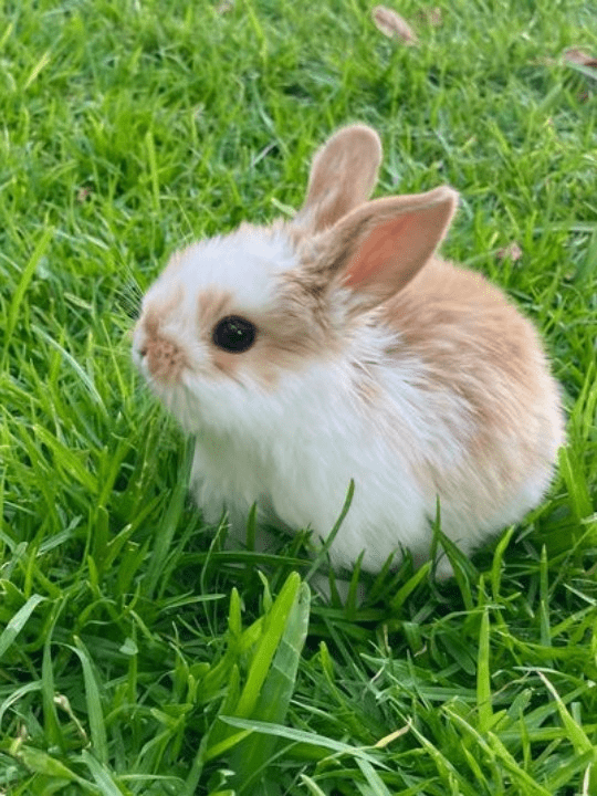 20 Itty Bitty Cute Baby Animals To Bring A Smile To Your Face (June 8 ...