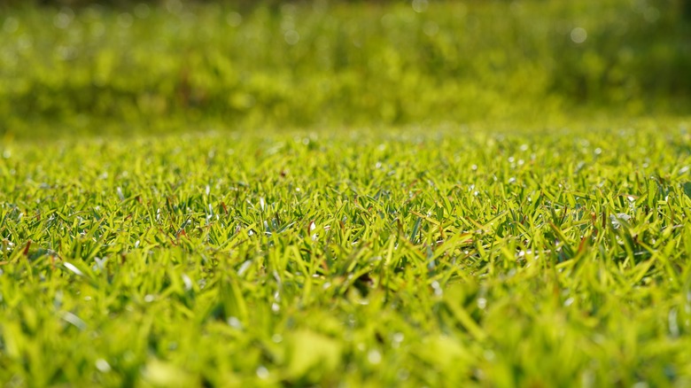 7 Grasses You Should Plant For A Lush, Green Lawn & 4 That Should Be ...