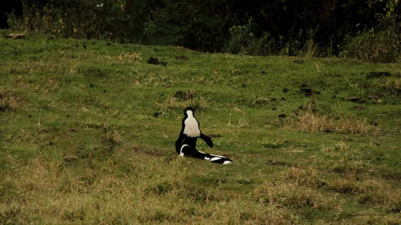 Optical Illusion: Correctly Identify the Animal That Looks Like a Penguin