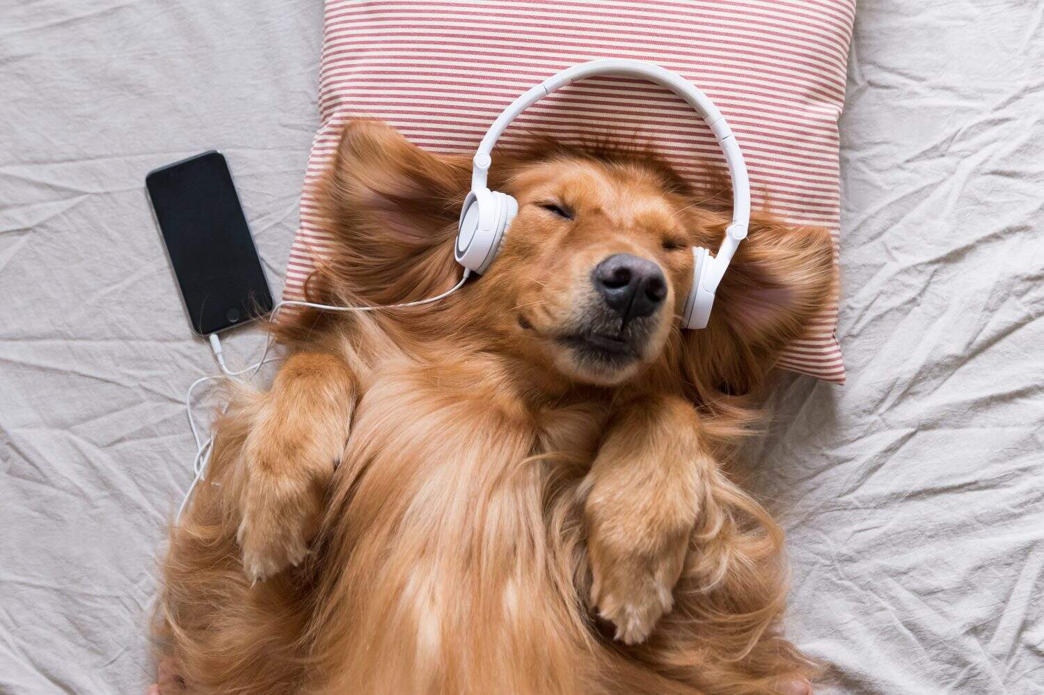 Do animals enjoy music? Zoömusicology has surprising answers