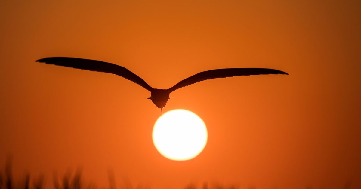 Space Telescope Captures Stunning Image of a Mysterious Bird, Larger ...