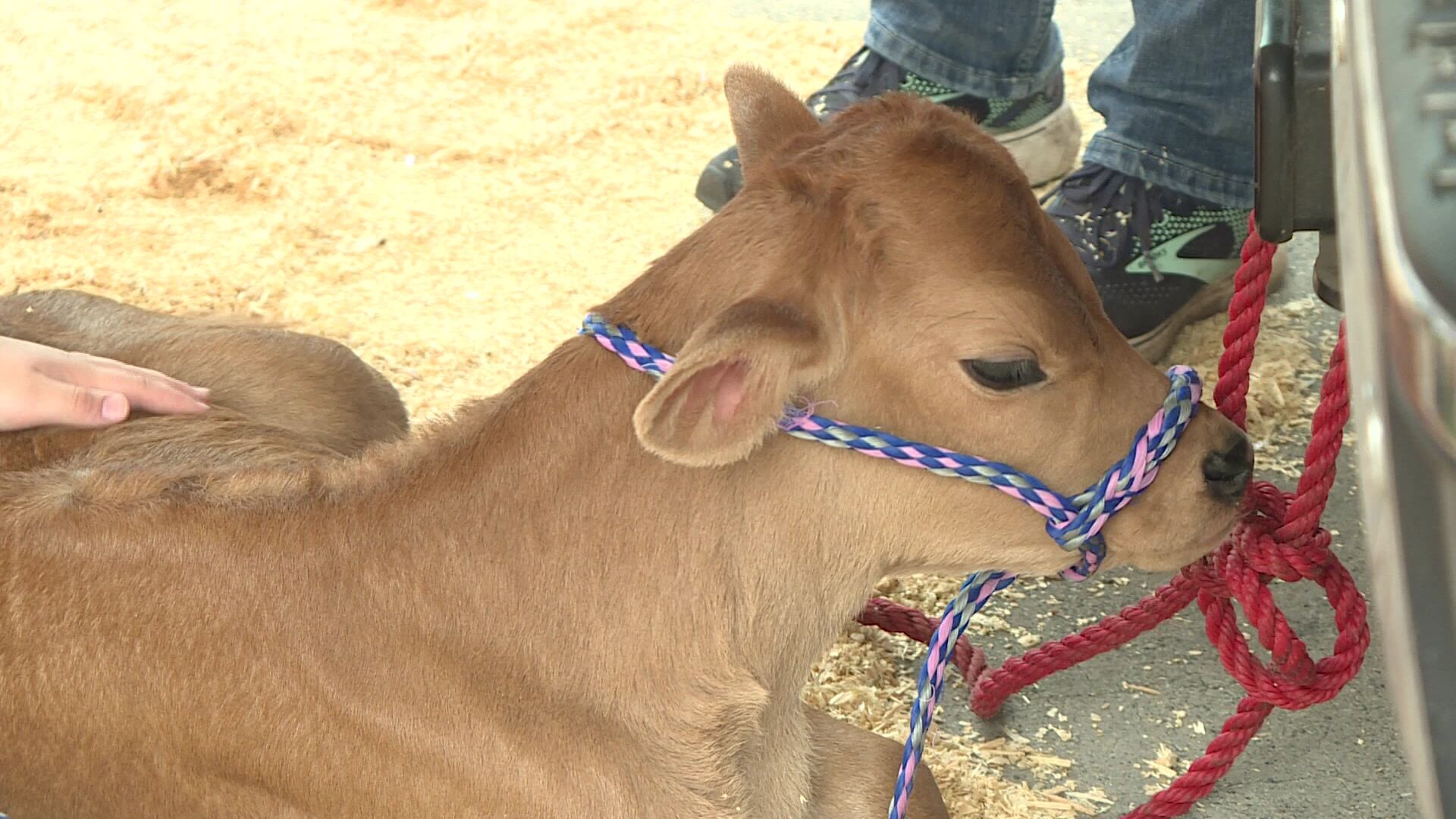 Cows on the Concourse educates public on Wisconsin dairy industry