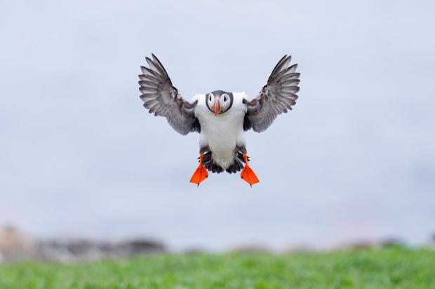 Good news for puffins