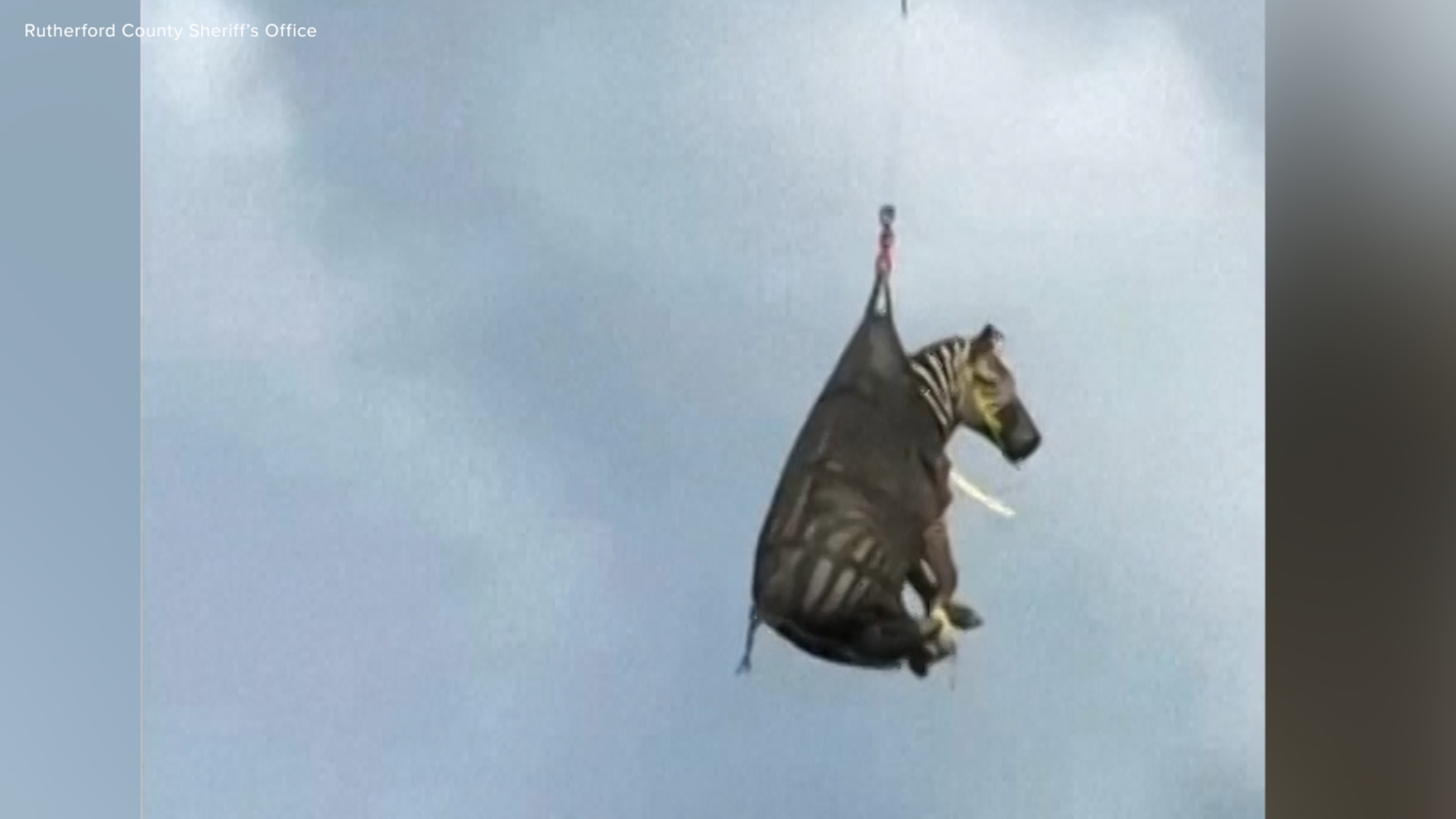Escaped zebra captured after a week on the run