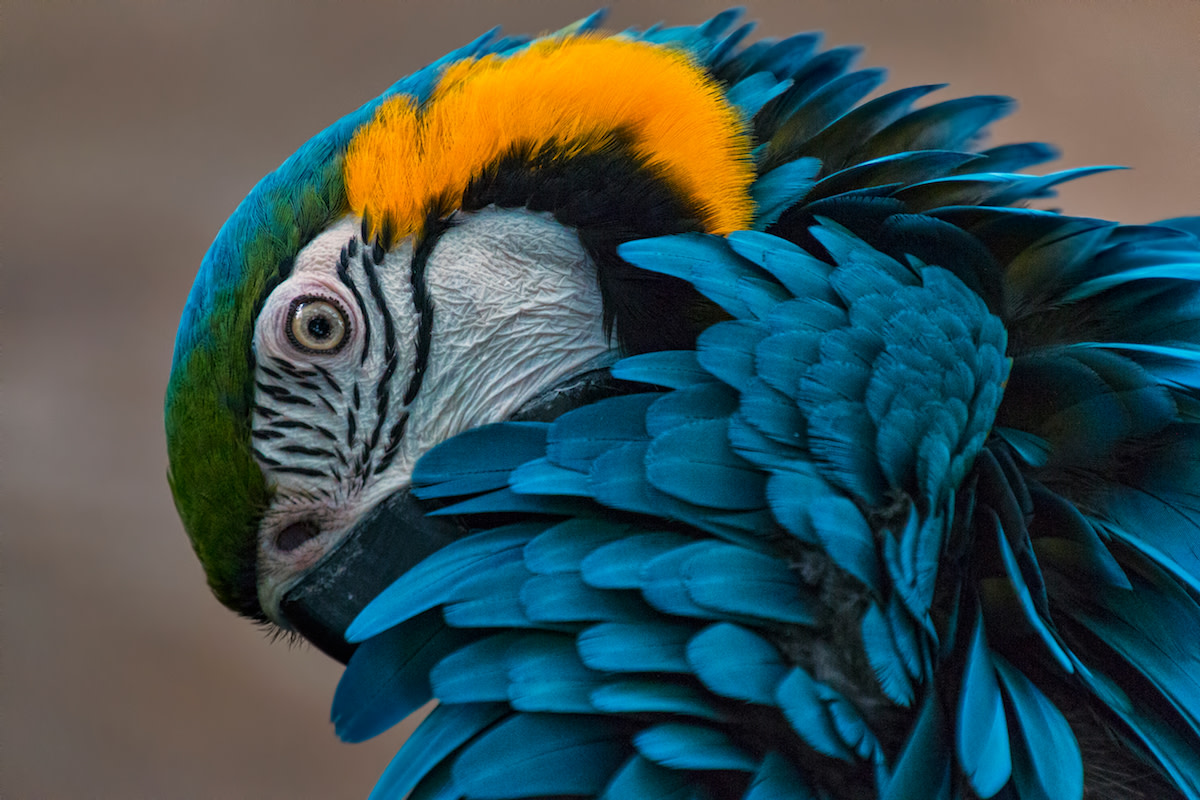 Parrot Playing Peek-a-Boo Behind Giant Candy-Colored Wings Is Such a ...