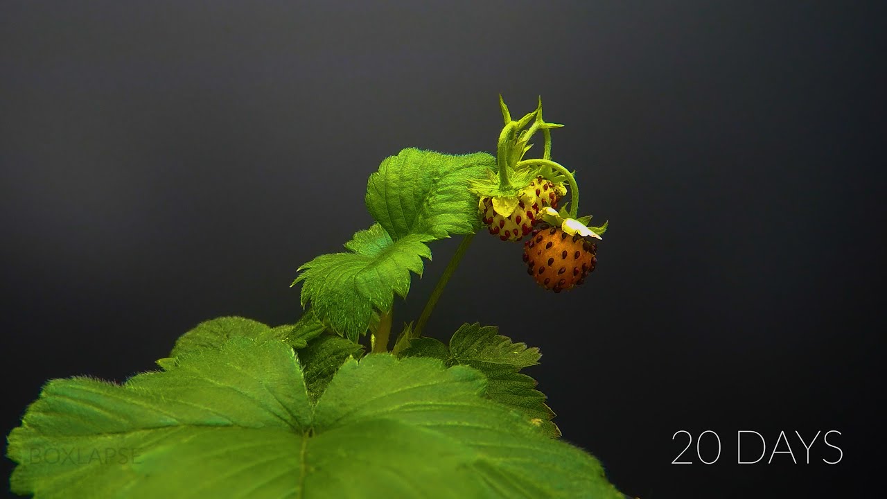 Wild Strawberry Growth In Action