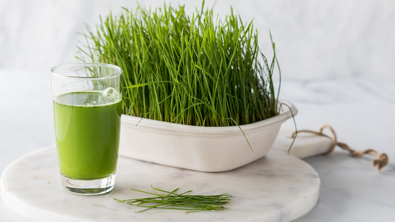 The Dark History Behind Drinking Wheatgrass