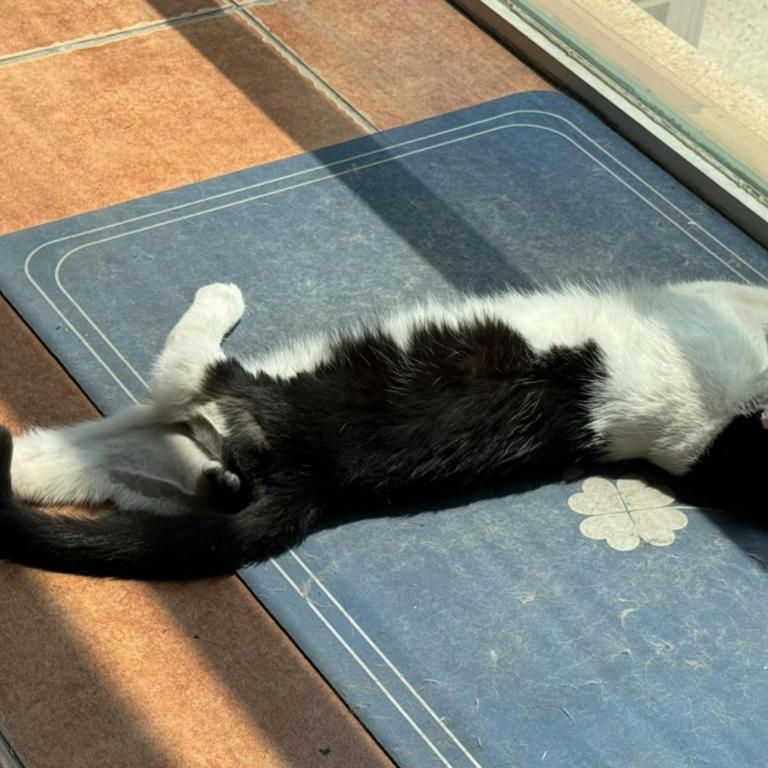 How do I know if a cat loves me? 7 clear signs a kitty likes you