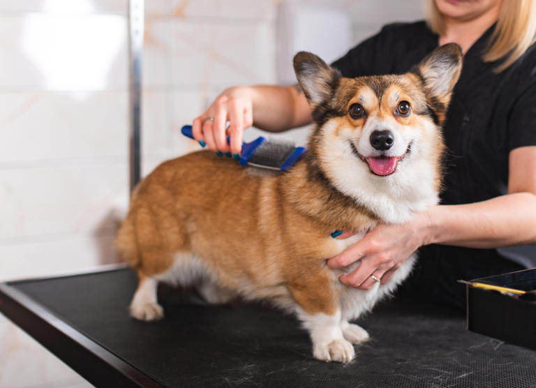 How to Groom a Dog at Home