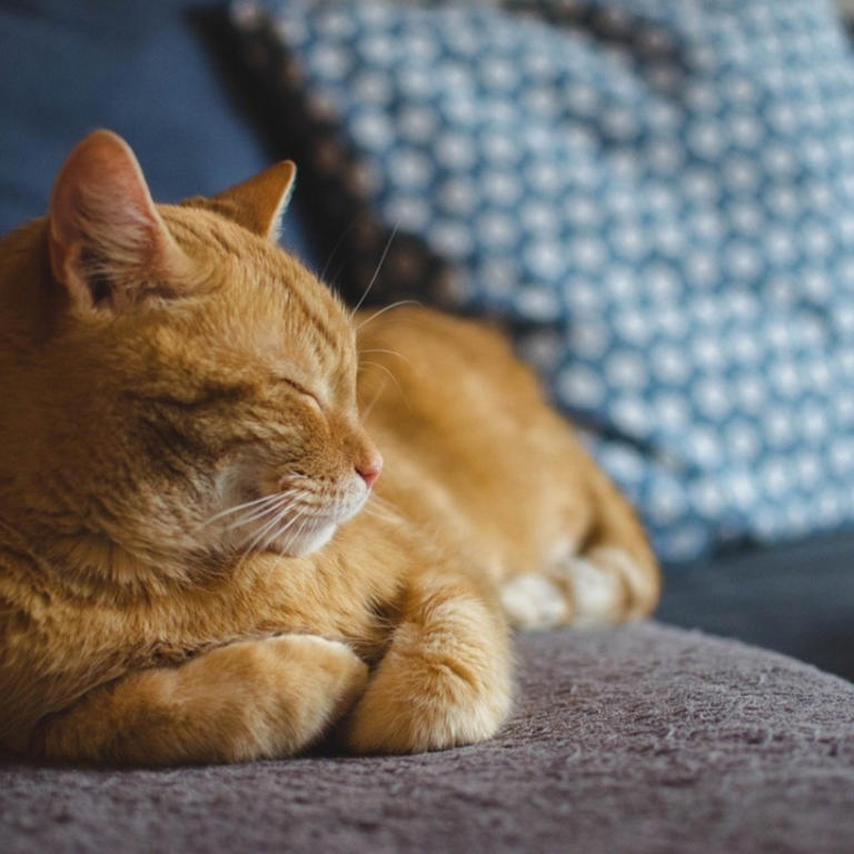 How do I know if a cat loves me? 7 clear signs a kitty likes you