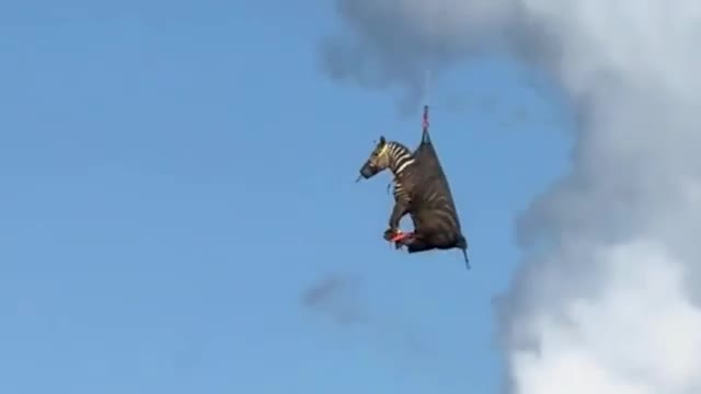Watch: Runaway pet zebra named Ed is rescued and airlifted to safety in ...