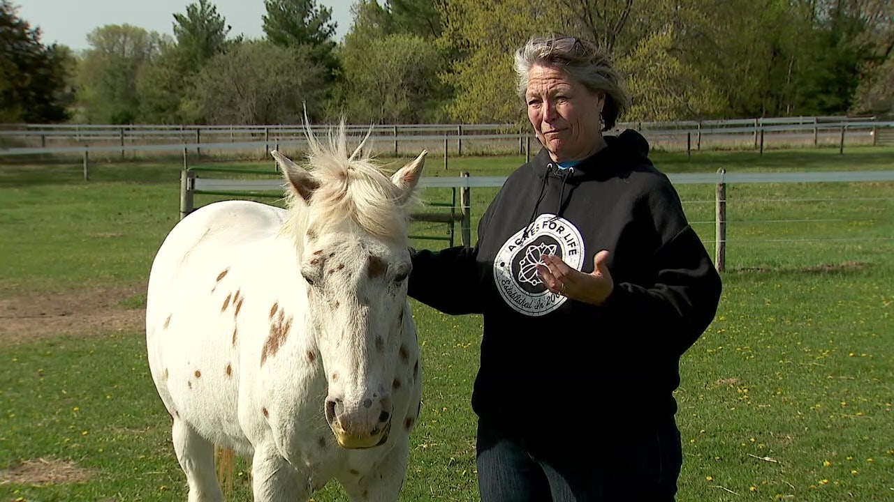 Therapists on 4 legs (and 2) keeping up with growing popularity of non ...