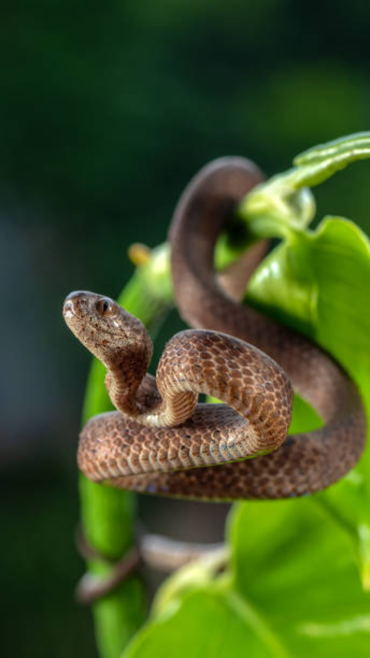 7 plants that attract snakes (and should not be near your house)