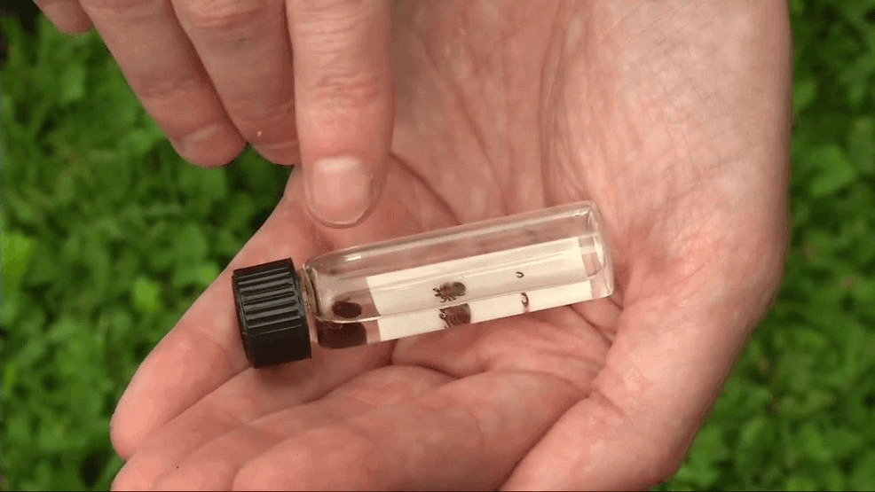 Experts emphasize prevention and early diagnosis to combat Lyme disease