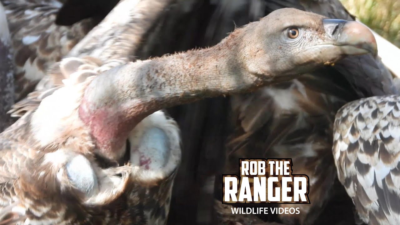 Vultures and storks devour a zebra on the savannah