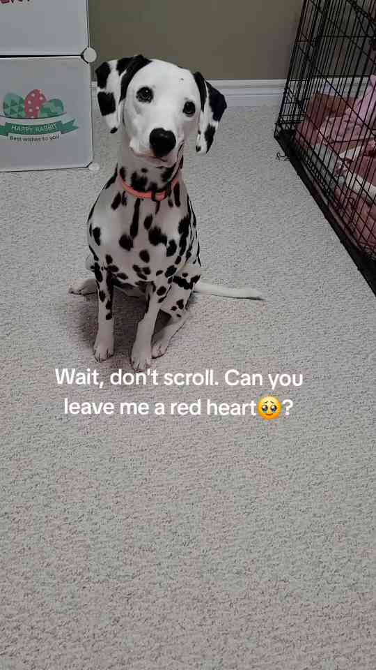 Sad Doggos: Touching Moments with a Dalmatian
