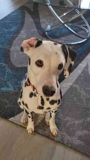 Dalmatian Mischief: The Best Bad Dog Moments on TikTok