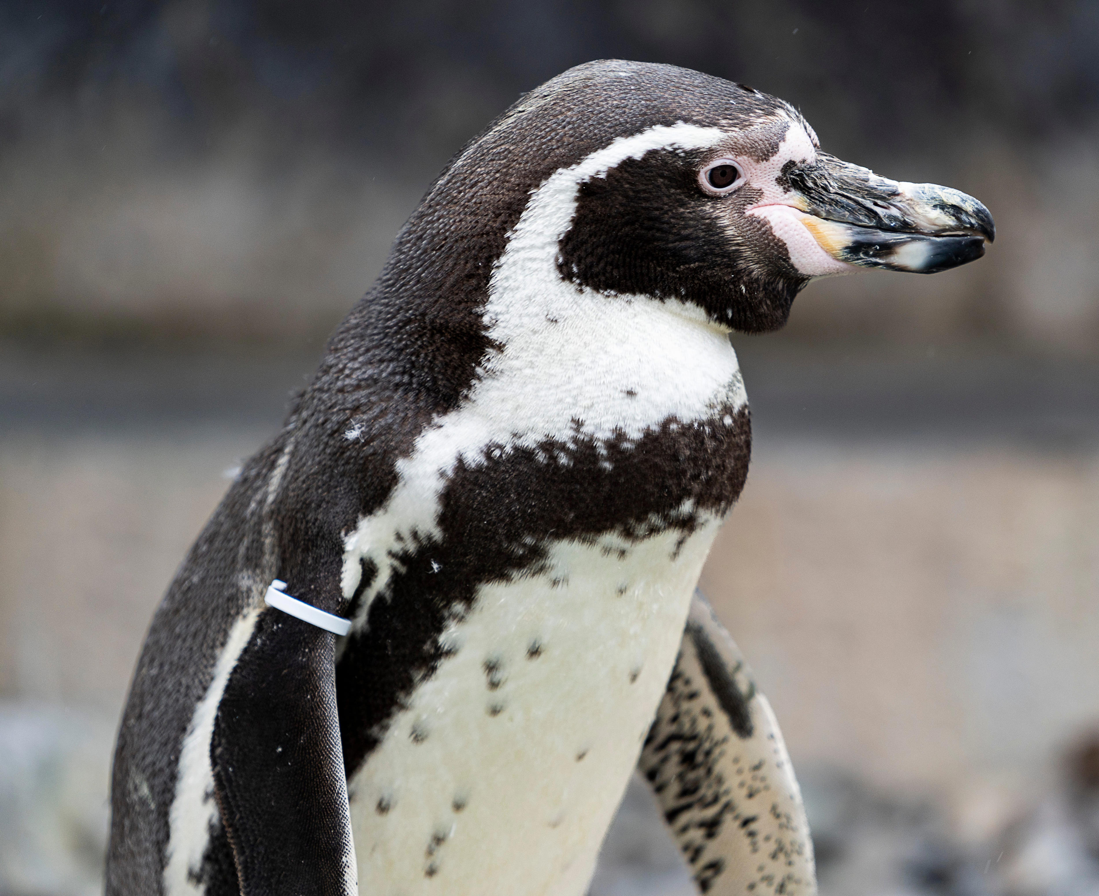 Best of Pepe the Penguin's first pitch at Chicago White Sox game