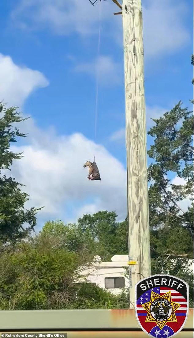 Pet zebra captured more than a week after it escaped home in Tennessee