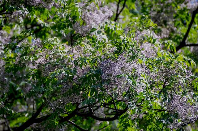 Landscaper warns about destructive nature of deceptively beautiful tree ...