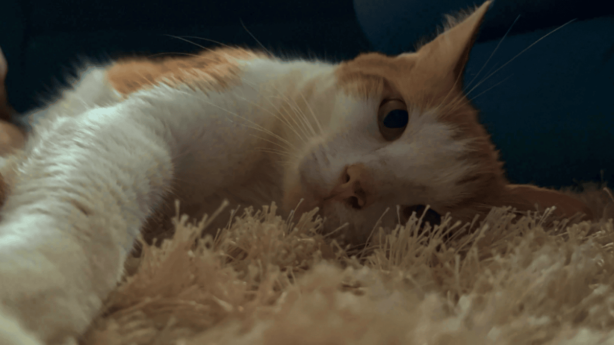 How do I know if a cat loves me? 7 clear signs a kitty likes you