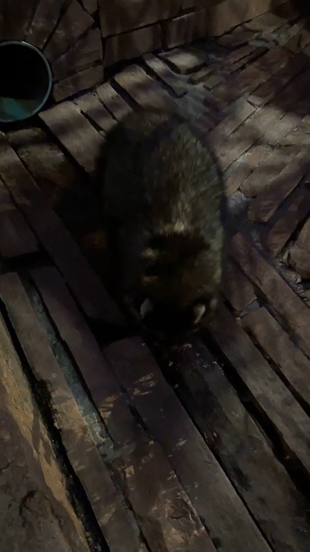 Rocky raccoon at Red Rocks