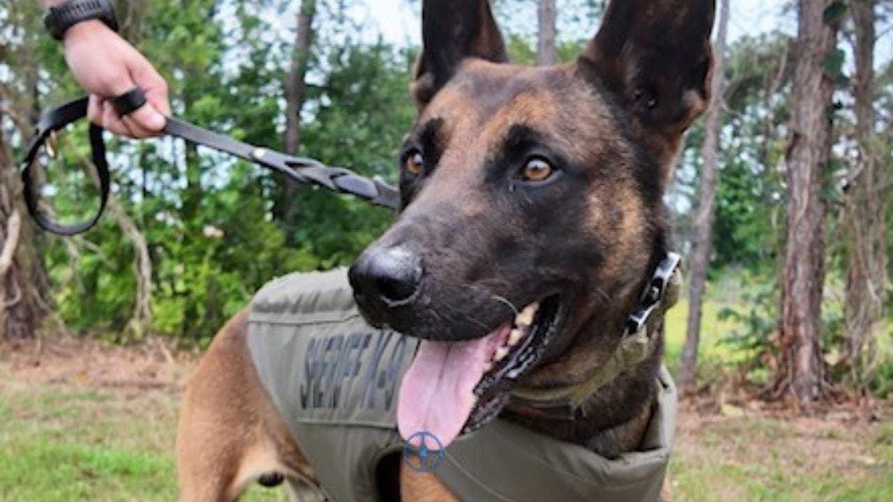 Henry County K9 gifted bullet-proof vest