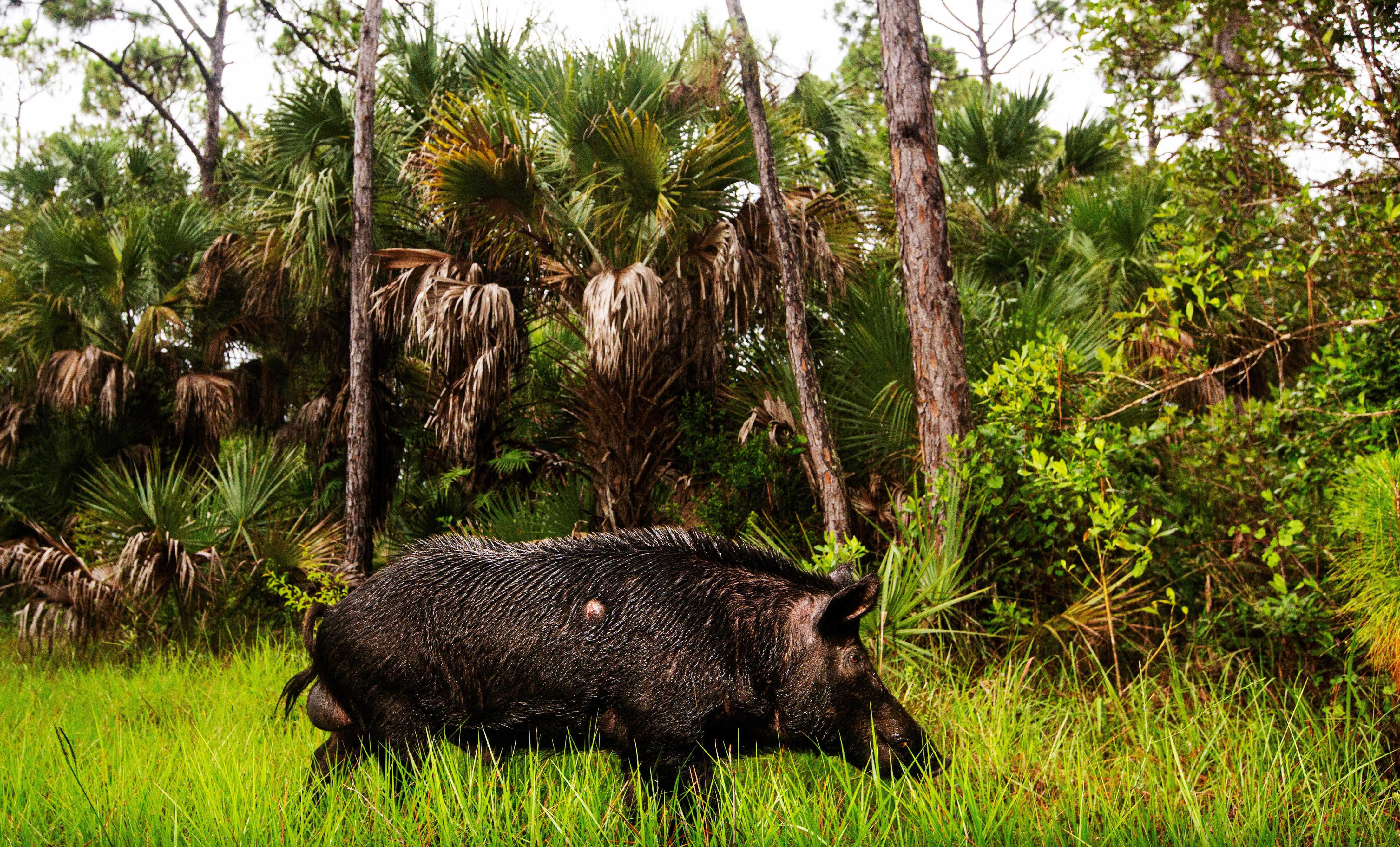 Would you try nutria gumbo? US wants you to eat invasive species to ...