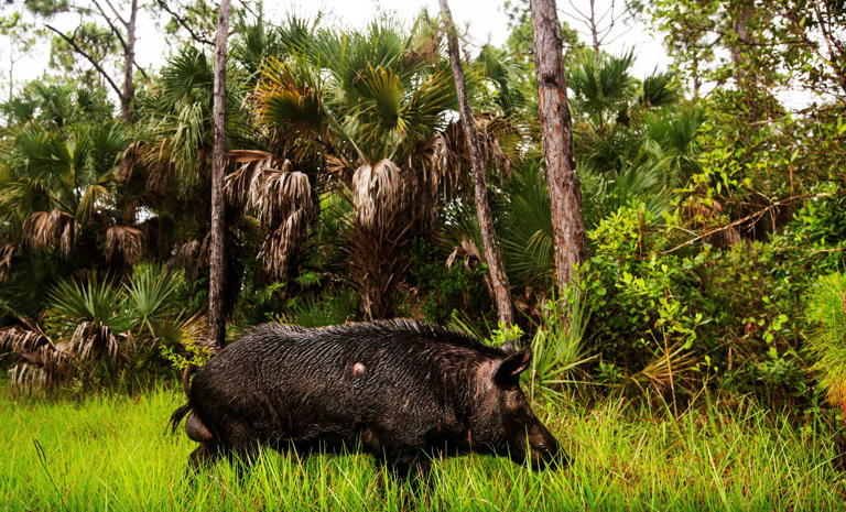 Would you try nutria gumbo? US wants you to eat invasive species to ...