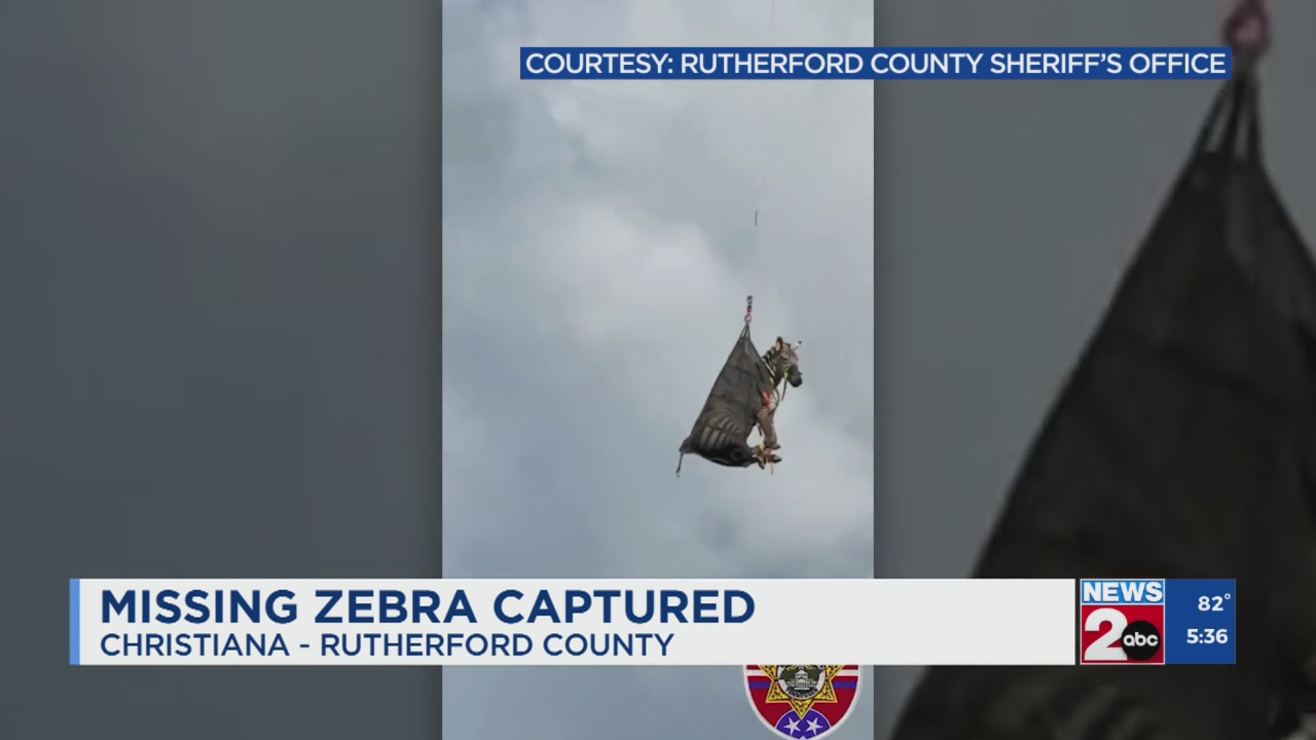 Pet zebra captured after 8 days on the loose in Rutherford County