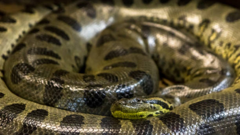 Giant snakes that eat humans— The real life serpent monsters
