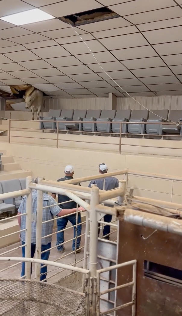 Cow attempts fruitless escape from livestock auction by scaling ...