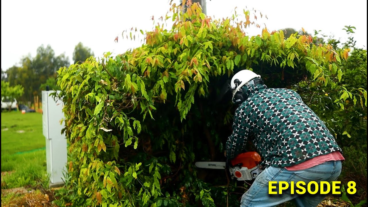 Cutting Down The Hedge For an Epic View - Farmhouse Renovation EP08