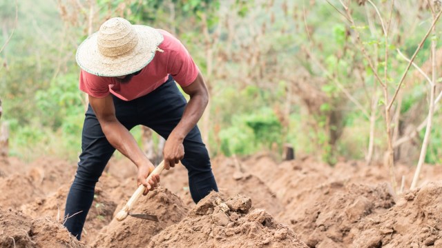 Experts issue warning as extreme weather threatens key food source ...