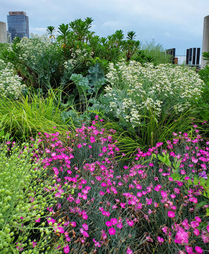 Sea Kale: A Worthy and Ornamental Victorian Vegetable