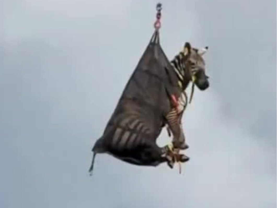 Via helicopter: escaped zebra recaptured