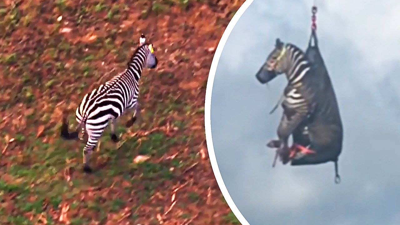 Runaway zebra who went viral during escape finally captured in Tennessee