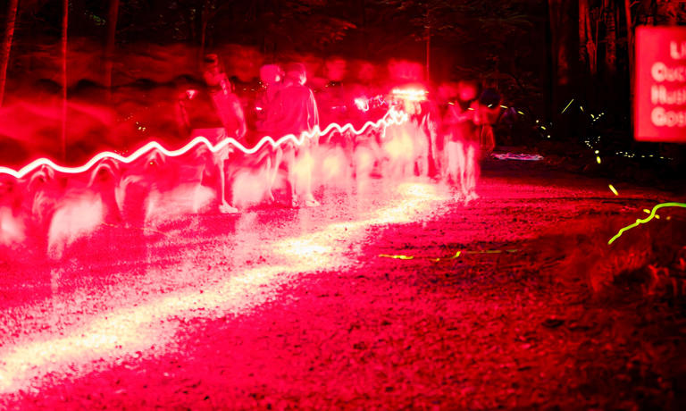 "Magical" synchronous firefly display lights up Great Smoky Mountains ...