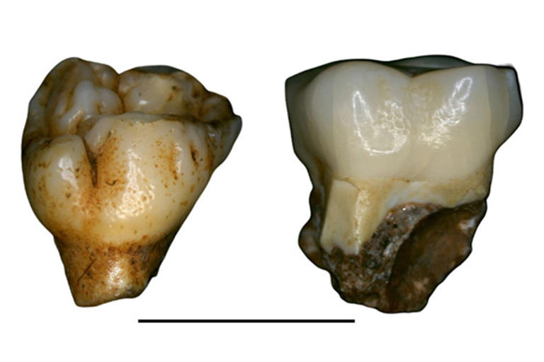 Two-million-year-old teeth transform theory of prehistoric human evolution