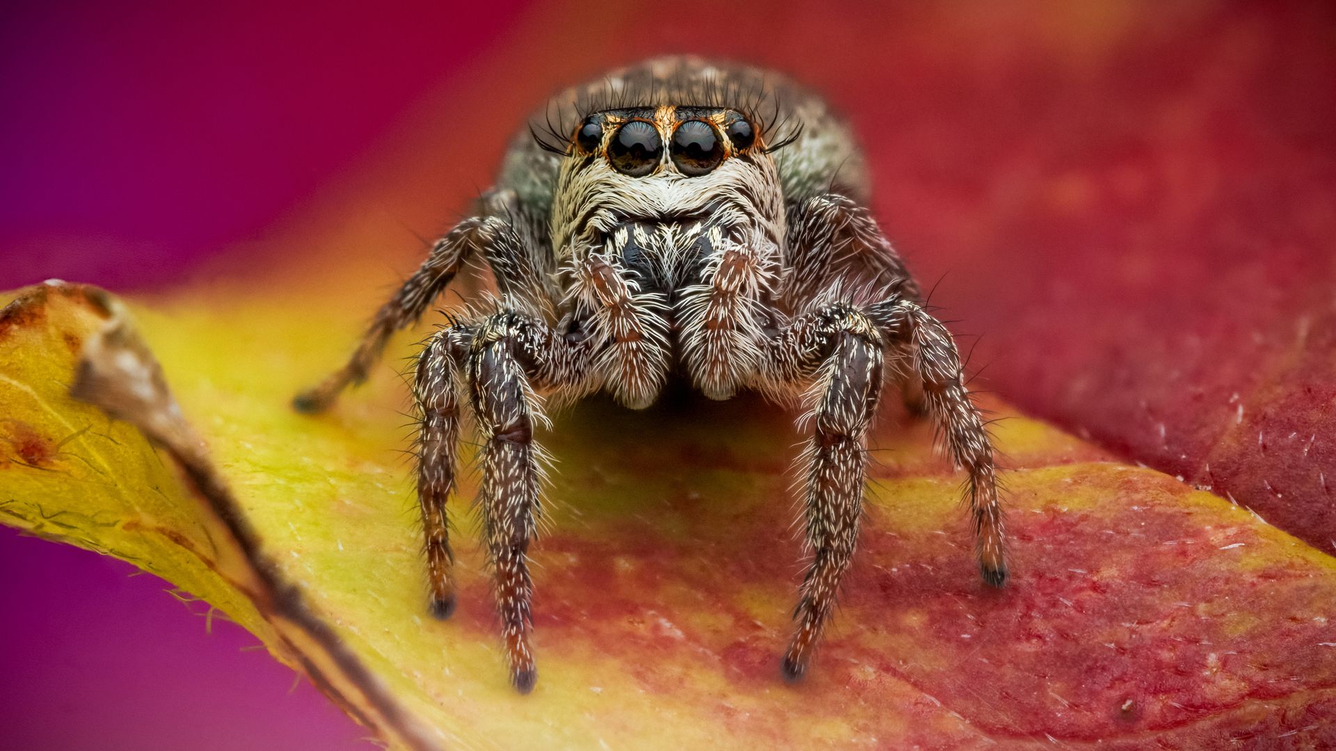 Explore the secret world of insects in this free online photo exhibition