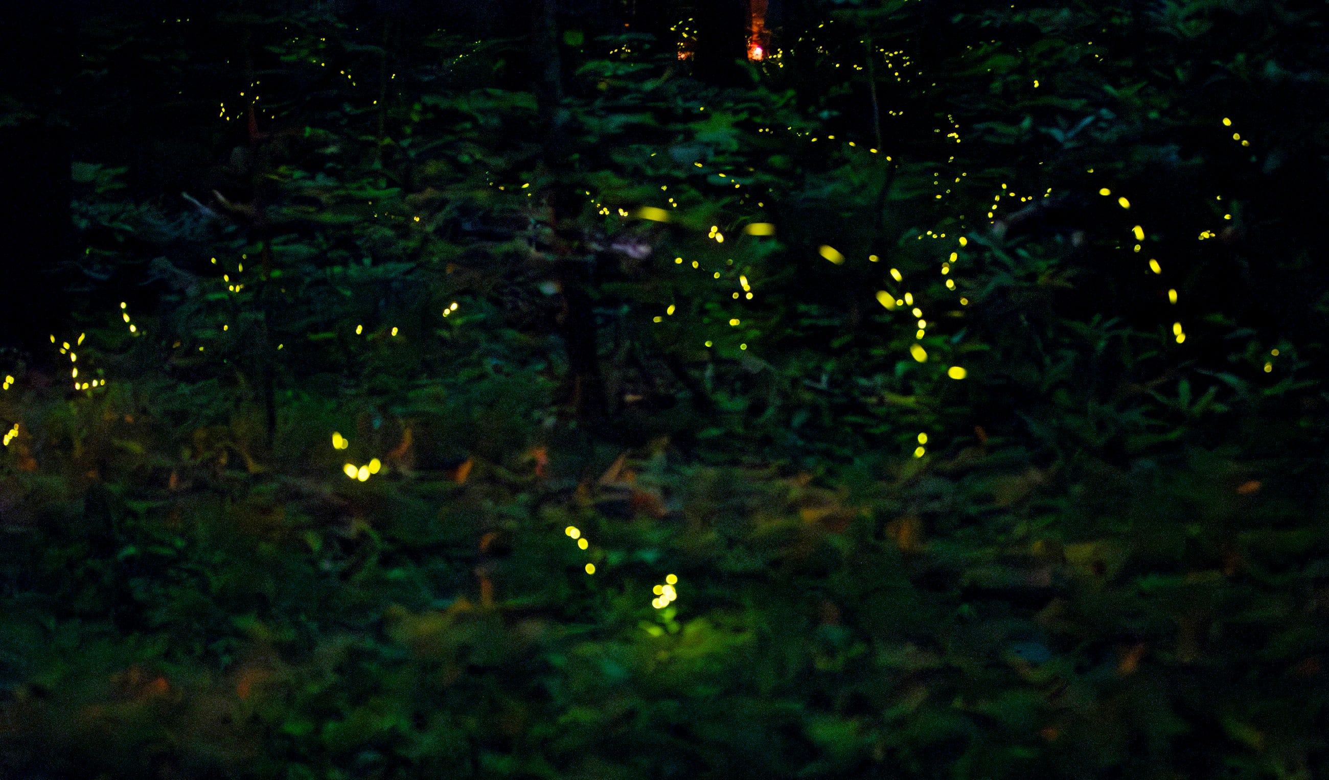 "Magical" synchronous firefly display lights up Great Smoky Mountains National Park