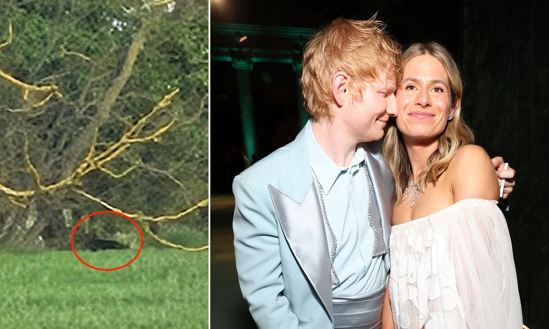 Shape of meow! Big cat sighting near Ed Sheeran's £3.7m country estate ...