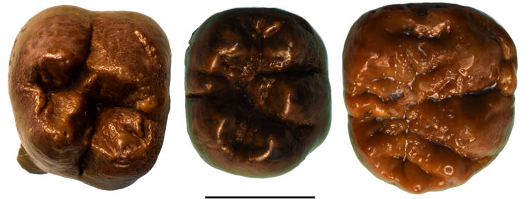 Two-million-year-old teeth transform theory of prehistoric human evolution