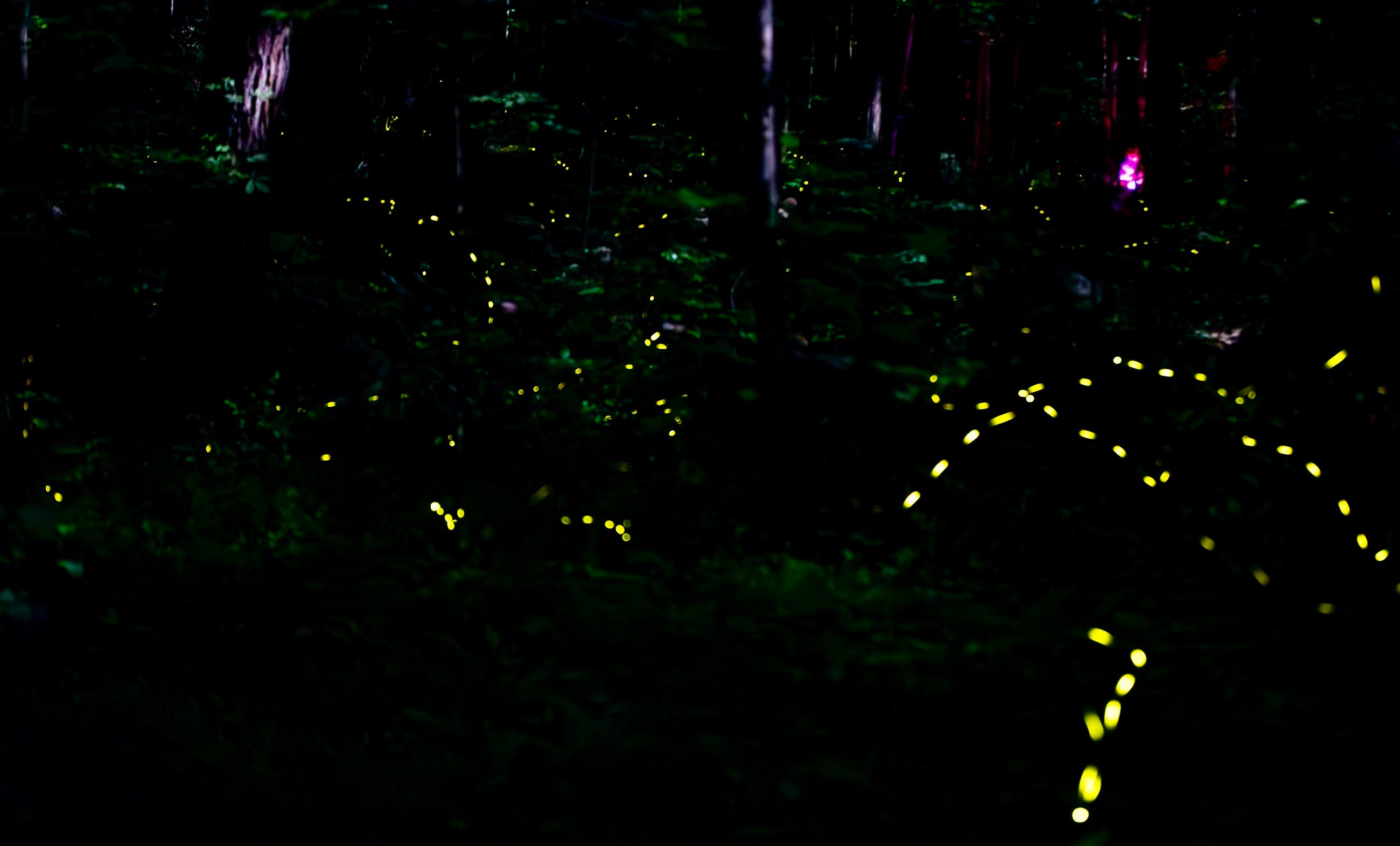 Where are the fireflies? Why bioluminescent species are going extinct